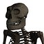Skeletons Homo Erectus Australopithecus 3d Max