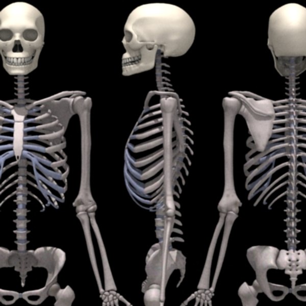 skeletons homo erectus australopithecus 3d max