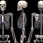 Skeletons Homo Erectus Australopithecus 3d Max