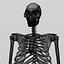 Skeletons Homo Erectus Australopithecus 3d Max