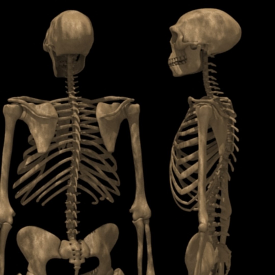 skeletons homo erectus australopithecus 3d max