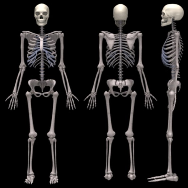skeletons homo erectus australopithecus 3d max