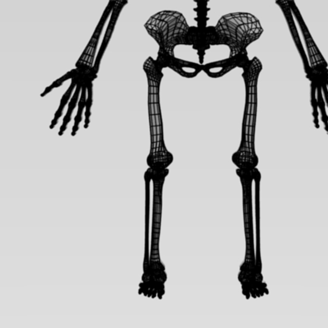 skeletons homo erectus australopithecus 3d max