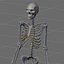Skeletons Homo Erectus Australopithecus 3d Max