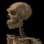 Skeletons Homo Erectus Australopithecus 3d Max