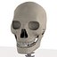 Skeletons Homo Erectus Australopithecus 3d Max