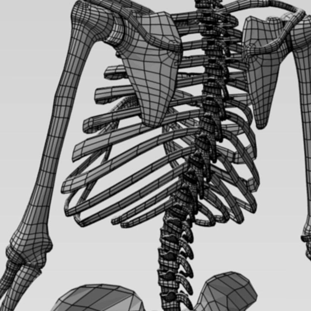 skeletons homo erectus australopithecus 3d max