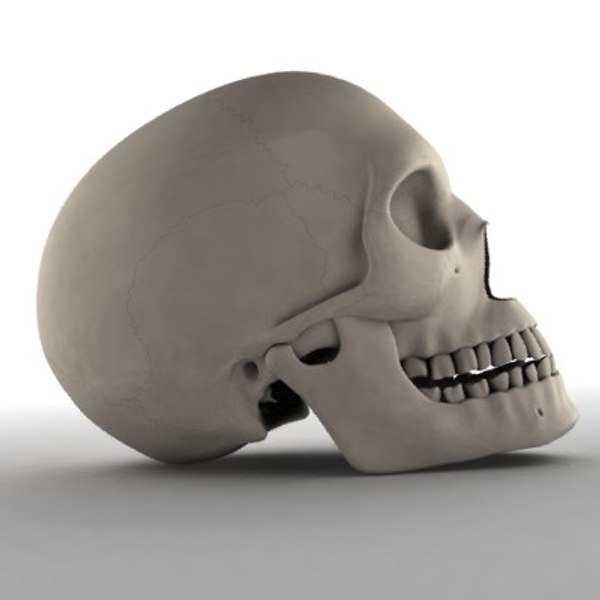 skeletons homo erectus australopithecus 3d max