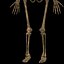 Skeletons Homo Erectus Australopithecus 3d Max