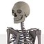 Skeletons Homo Erectus Australopithecus 3d Max