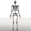 Skeletons Homo Erectus Australopithecus 3d Max