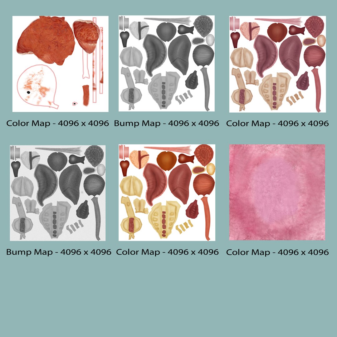 3d Model Female Reproductive Anatomy