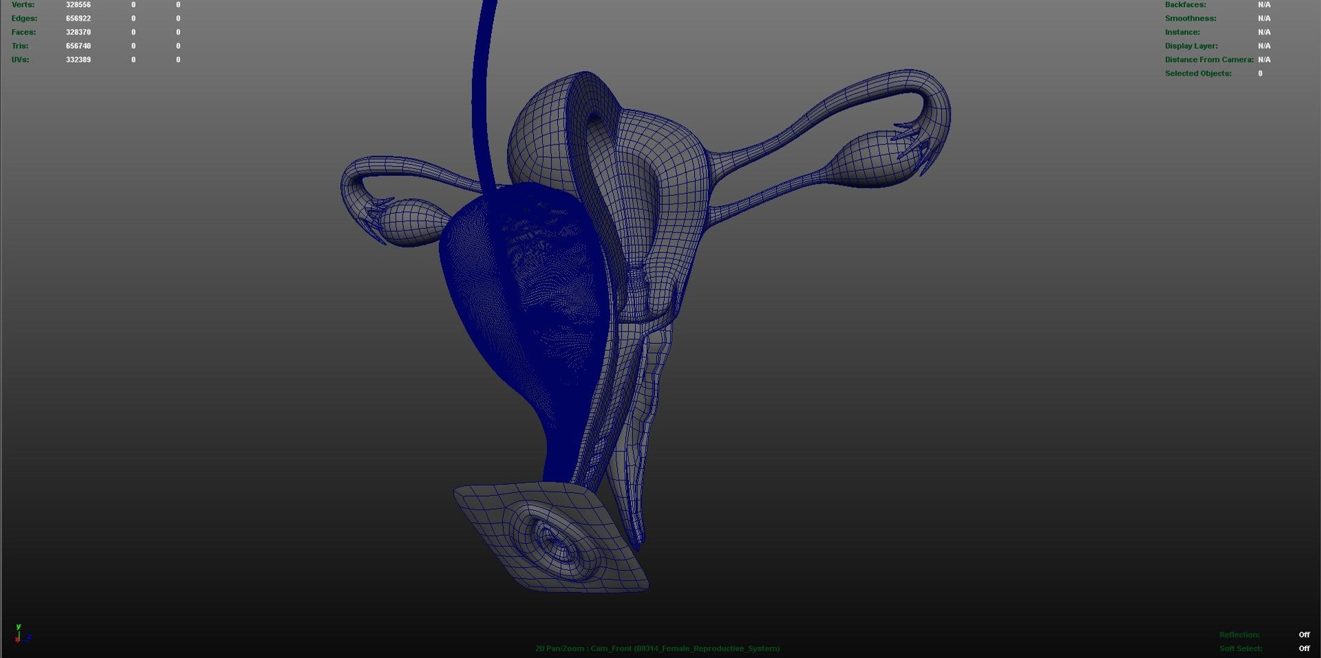3d Model Female Reproductive Anatomy