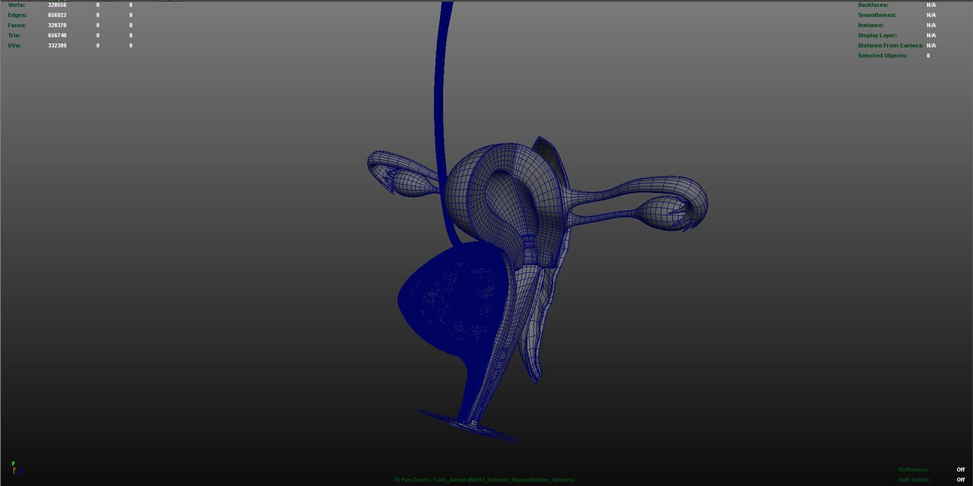 3d Model Female Reproductive Anatomy