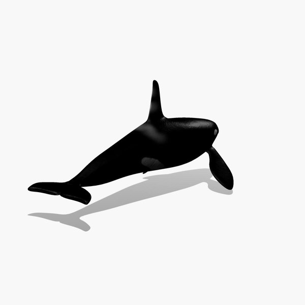 3d orca whale model