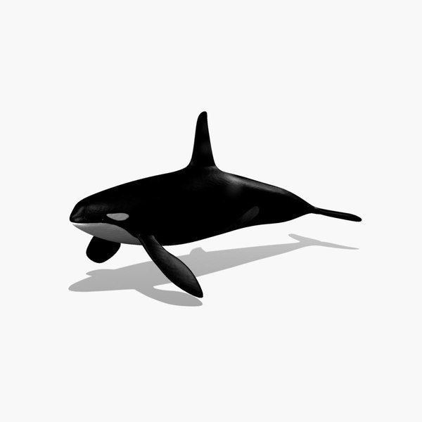 3d orca whale model