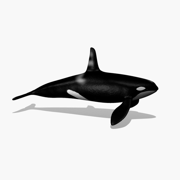 3d orca whale model