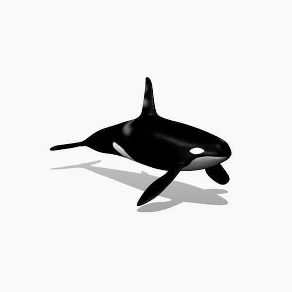 3d orca whale model