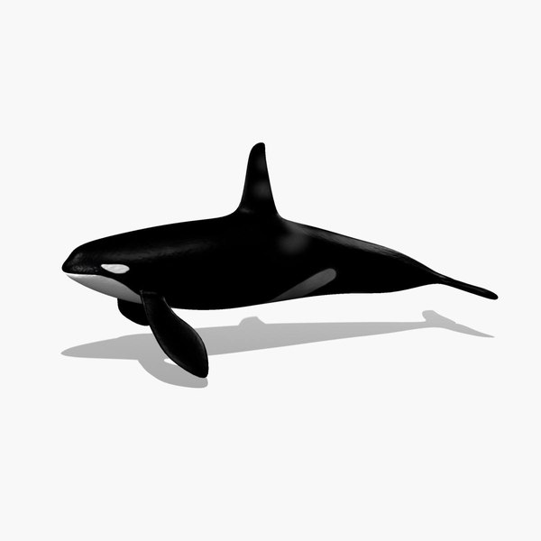 3d orca whale model
