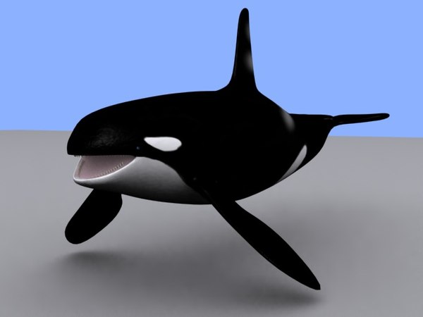 3d orca whale model