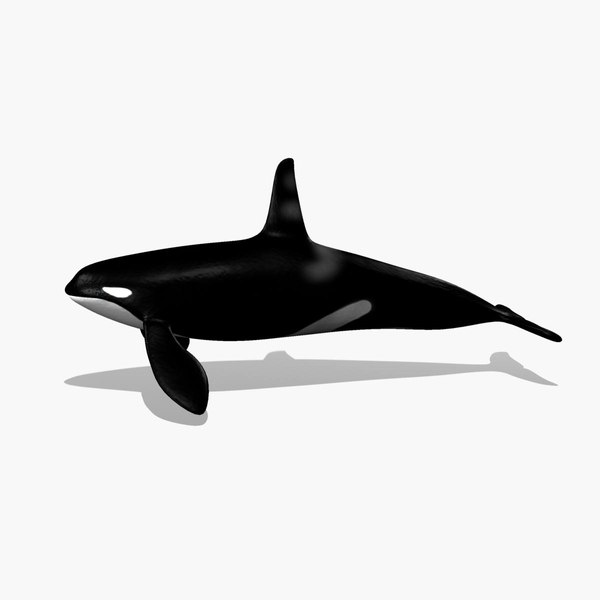 3d orca whale model