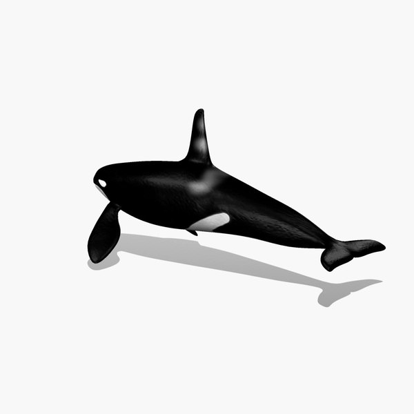 3d orca whale model