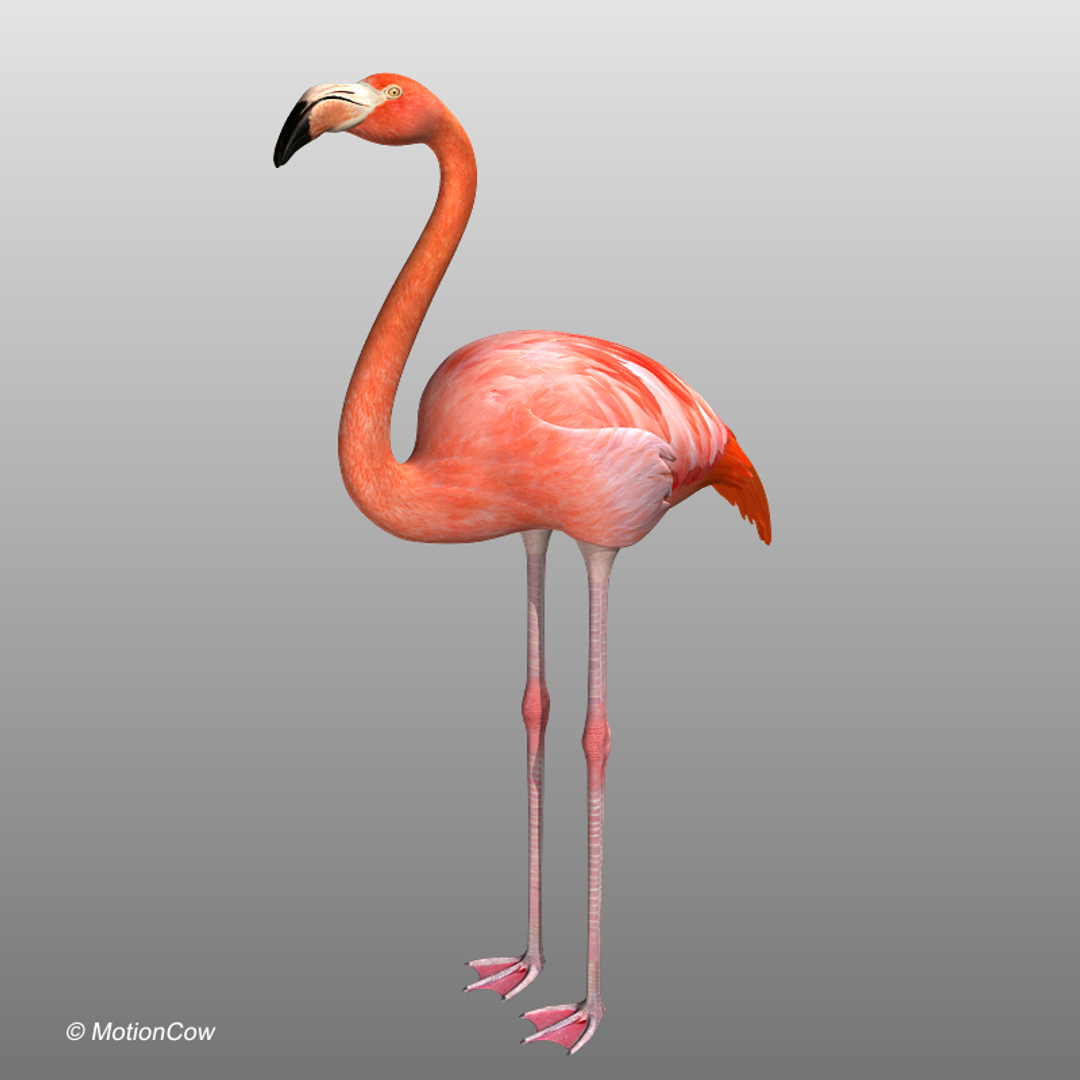 Max Realistic Flamingo