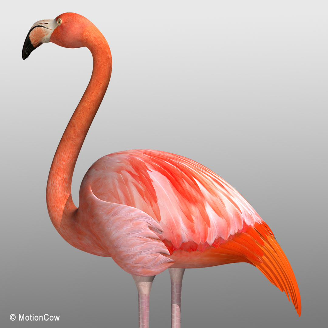 max realistic flamingo