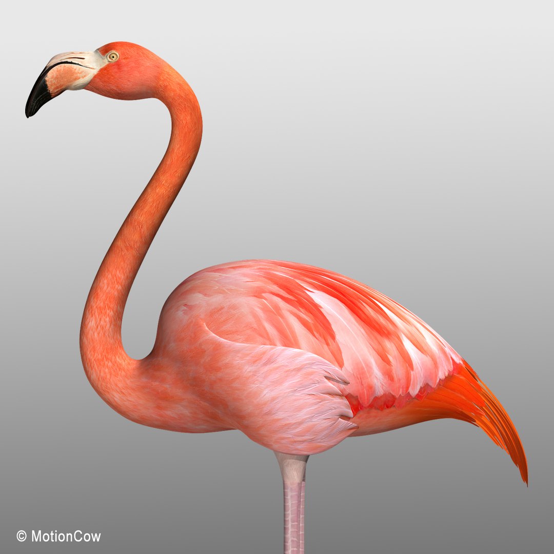Max Realistic Flamingo