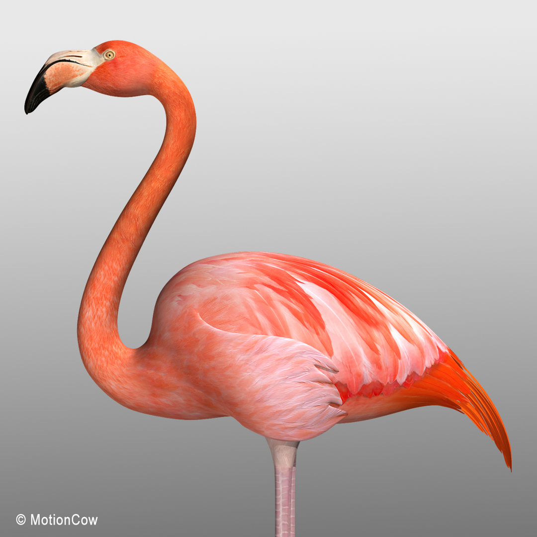 max realistic flamingo