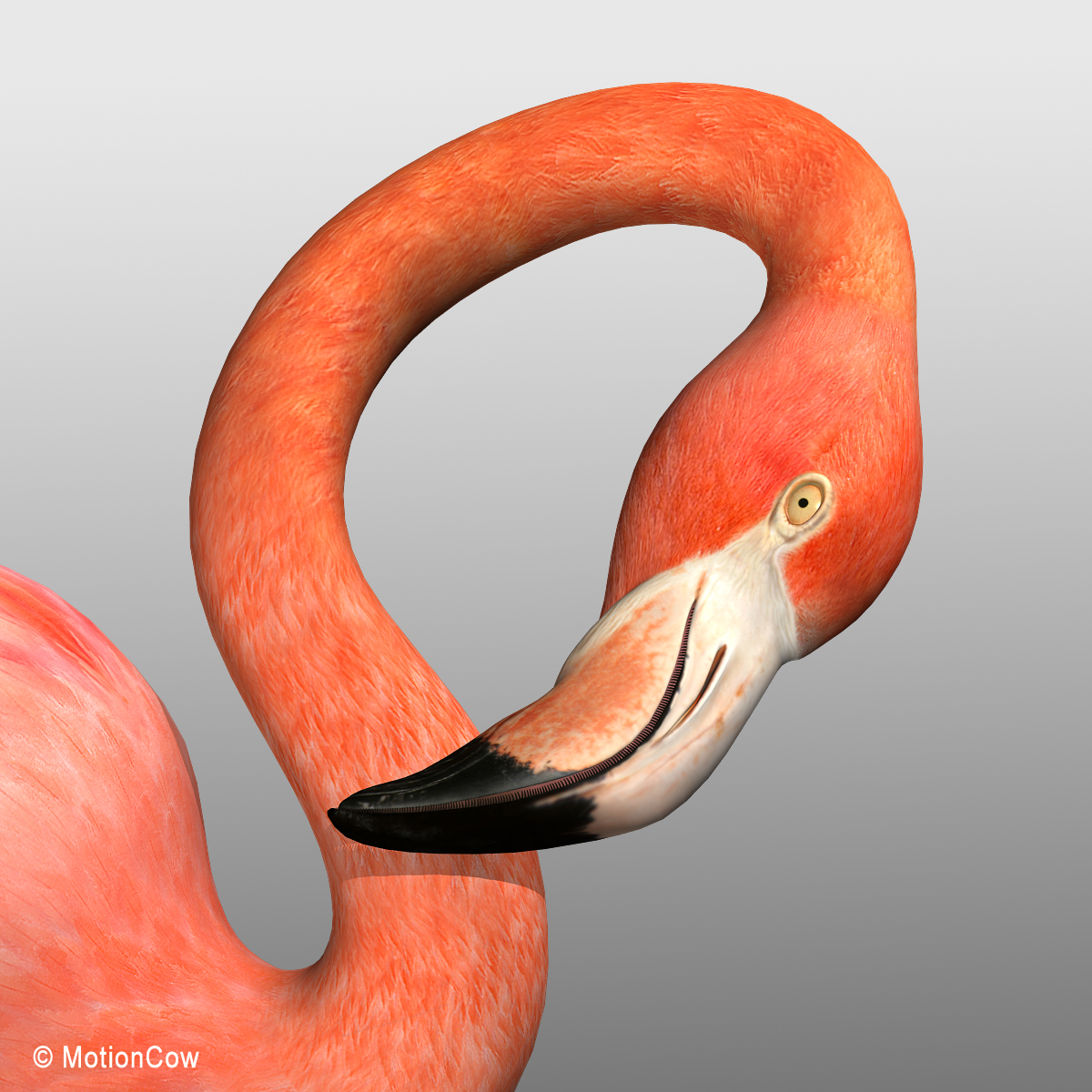 max realistic flamingo