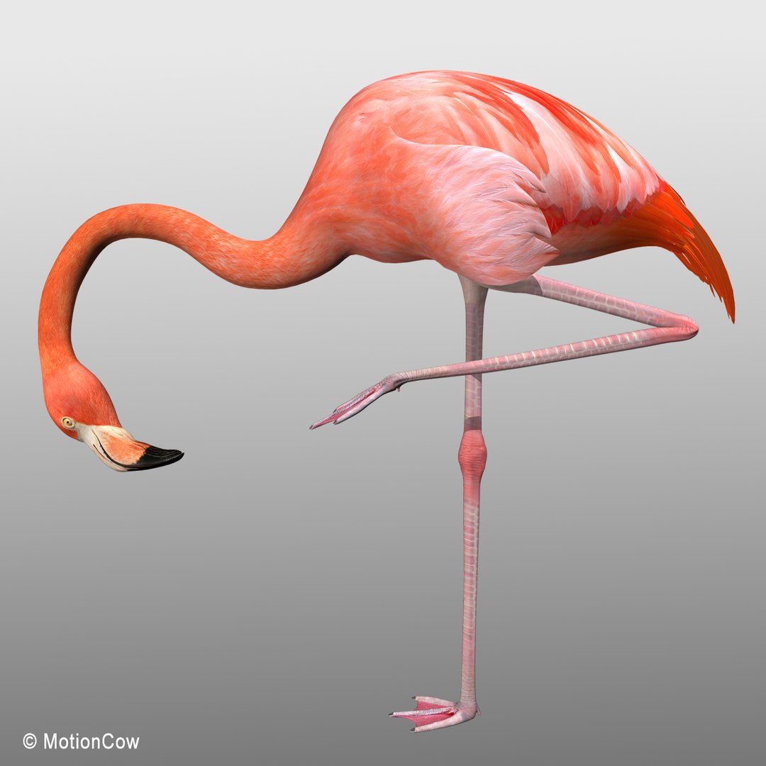 Max Realistic Flamingo