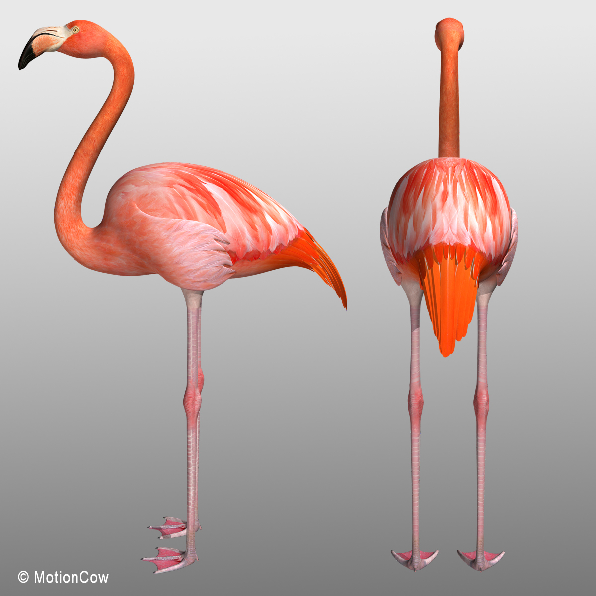max realistic flamingo