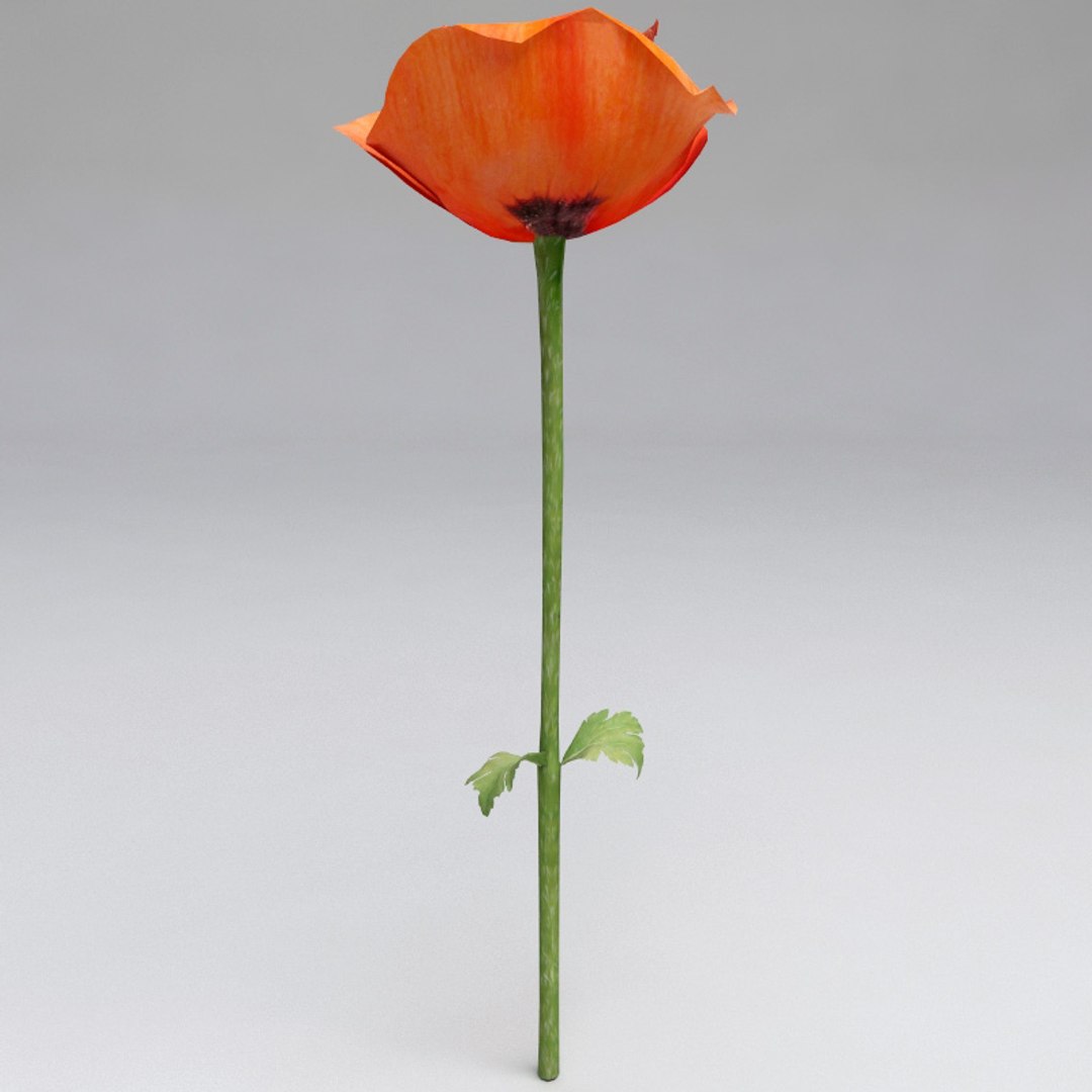 3d Model Poppy Modelled