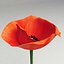3d Model Poppy Modelled