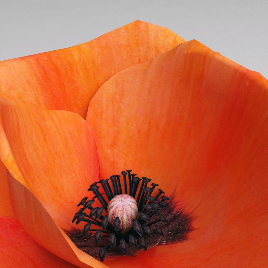 3d Model Poppy Modelled