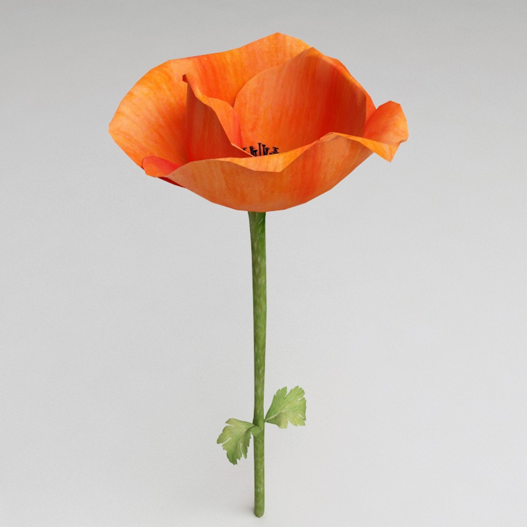3d Model Poppy Modelled