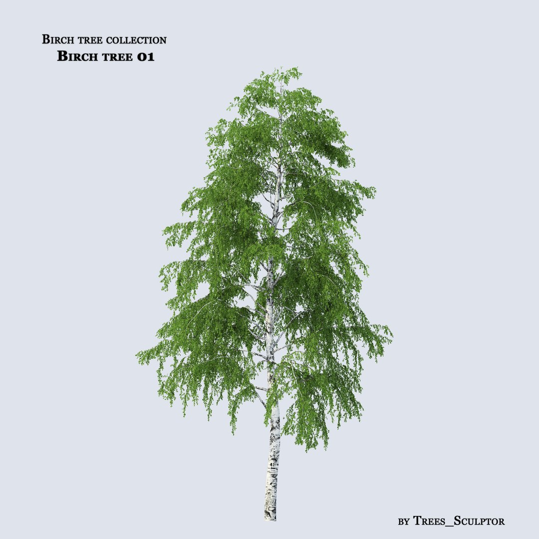 Hi-poly Birches Tree 3d Max