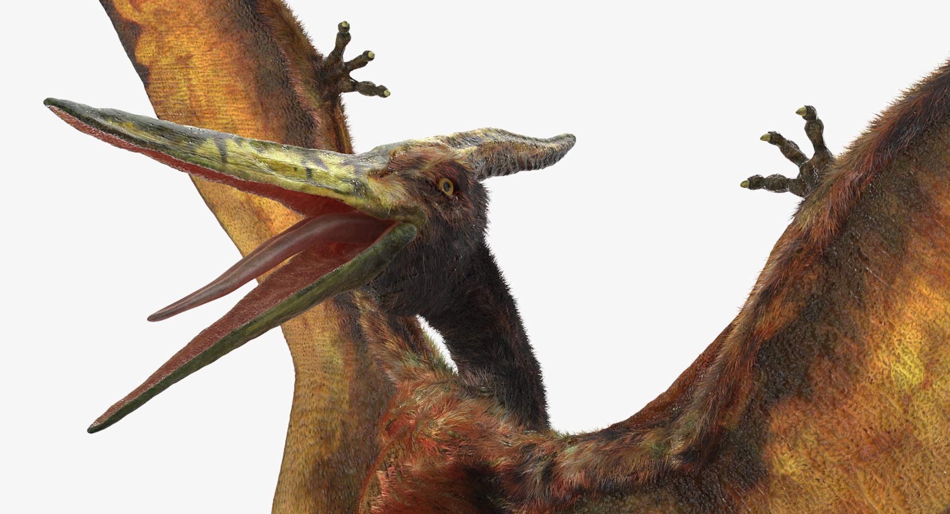 Pteranodon Flying Carnivorous Reptile Model - TurboSquid 1384557