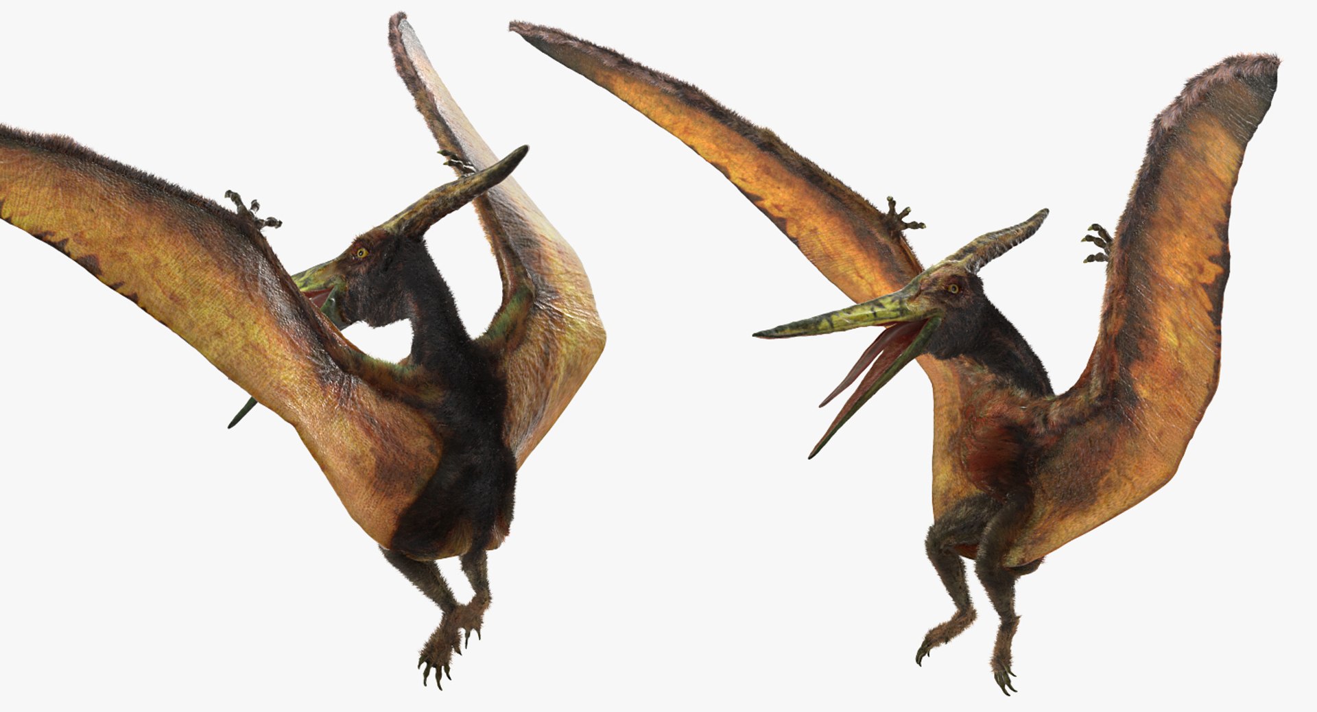Pteranodon Flying Carnivorous Reptile Model - TurboSquid 1384557