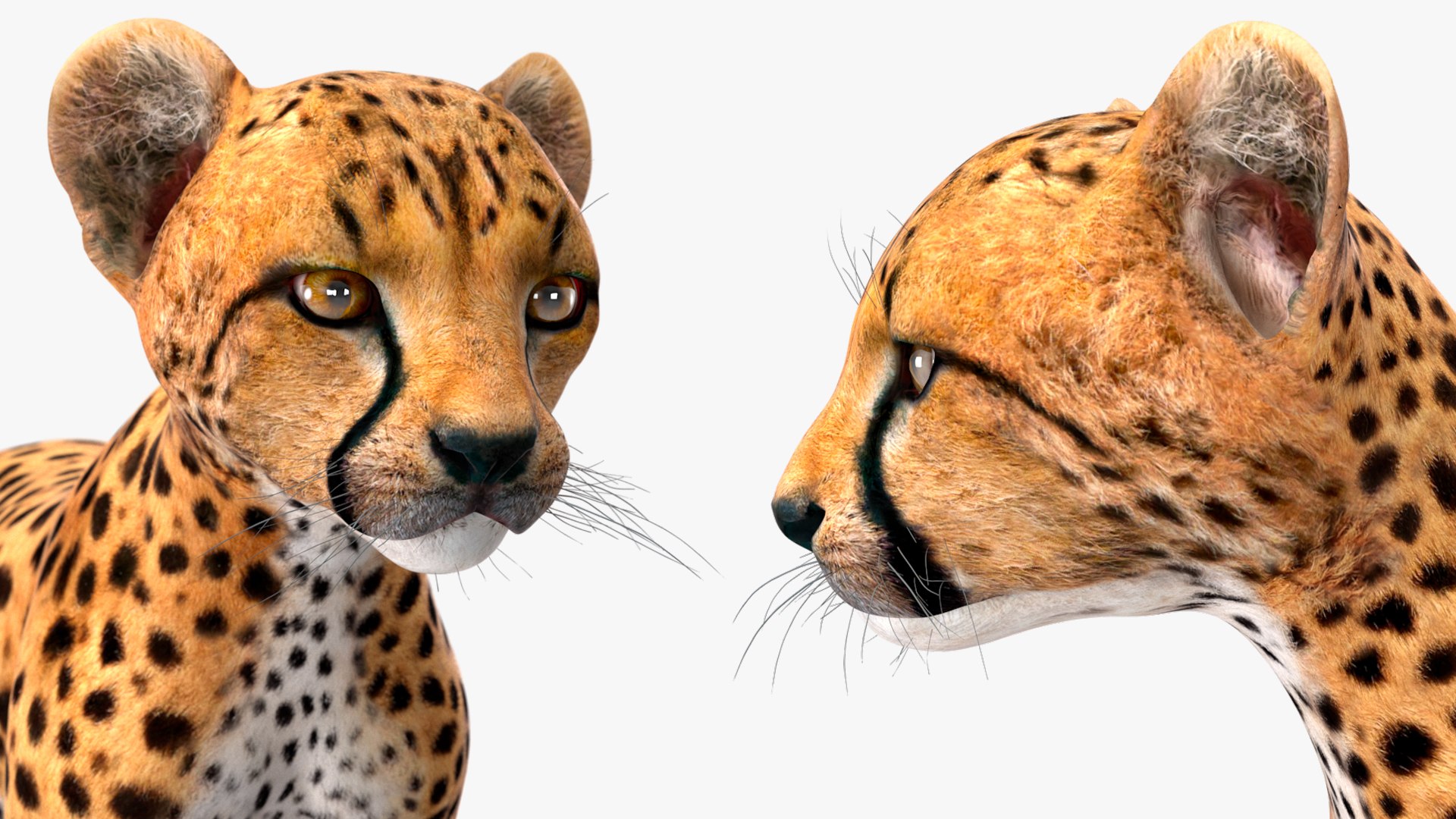 3D Cheetah Cub Rigged Model - TurboSquid 2359081