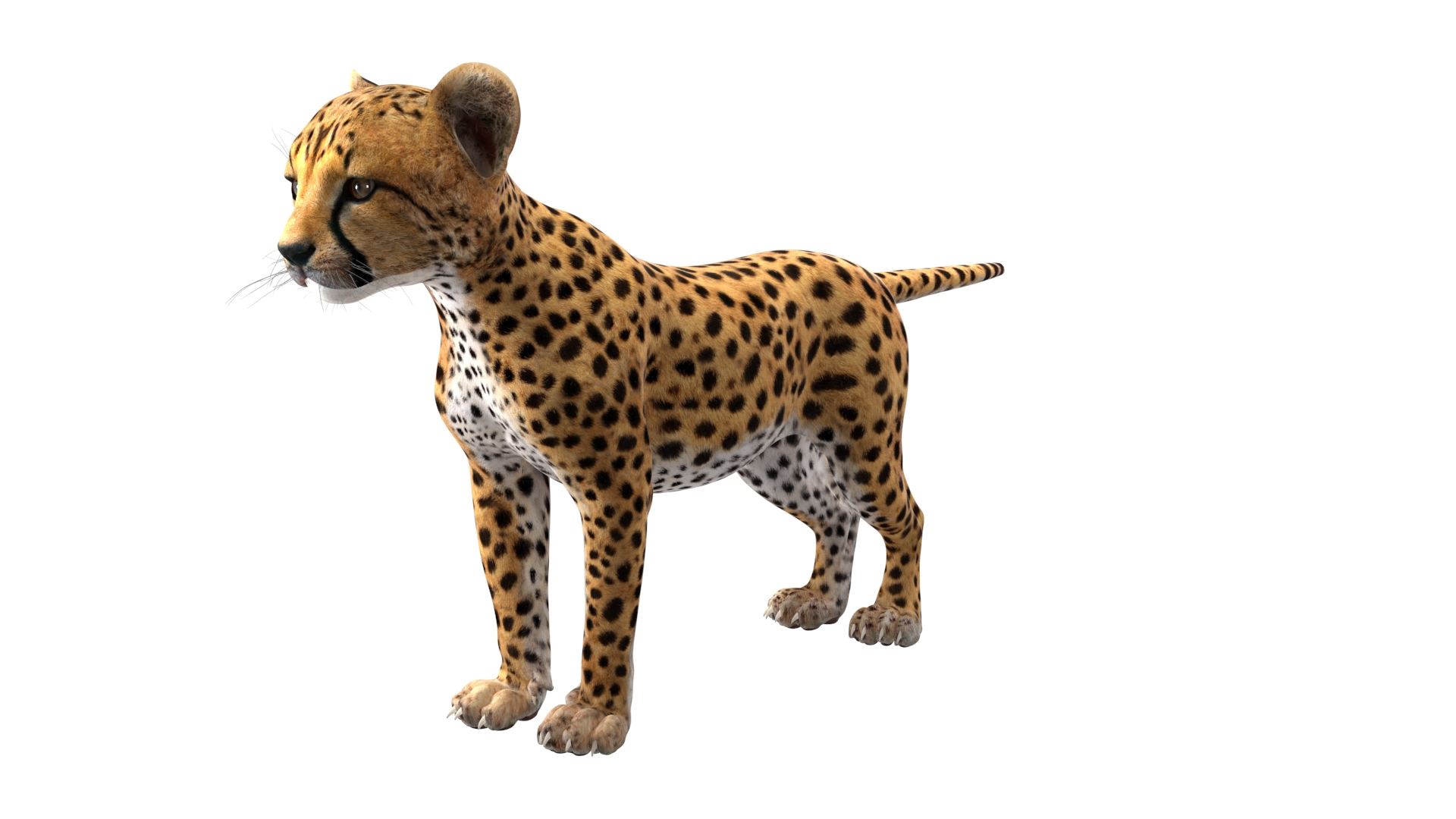 3D Cheetah Cub Rigged Model - TurboSquid 2359081