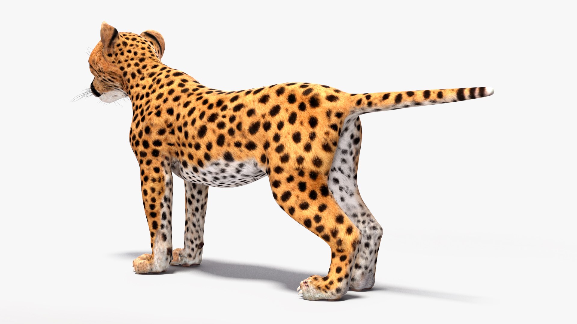 3D Cheetah Cub Rigged Model - TurboSquid 2359081