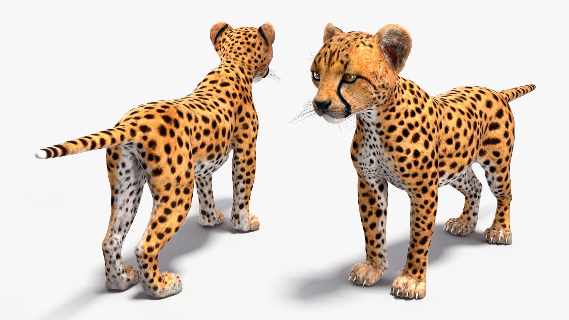 3D Cheetah Cub Rigged Model - TurboSquid 2359081