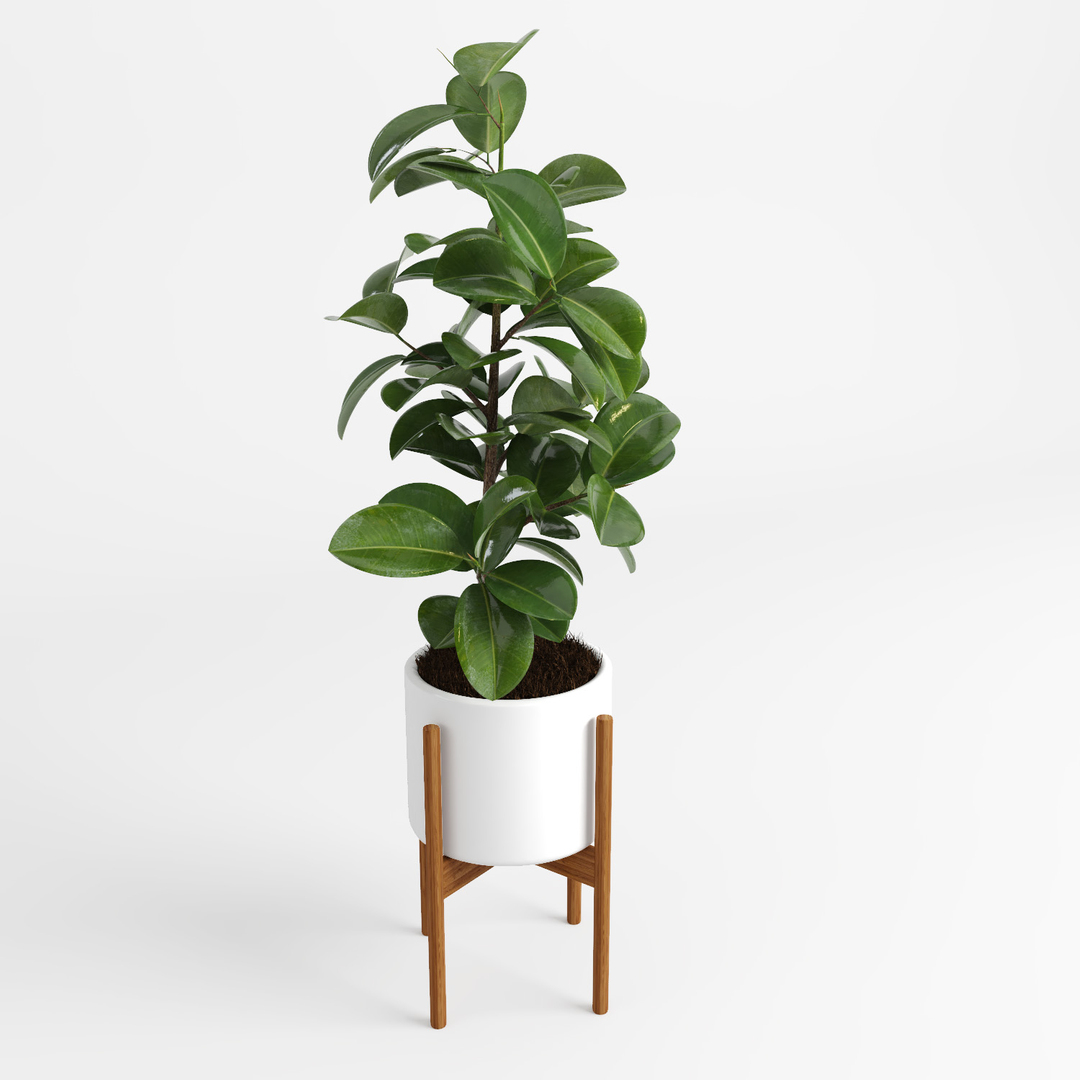 ficus trees 3d model