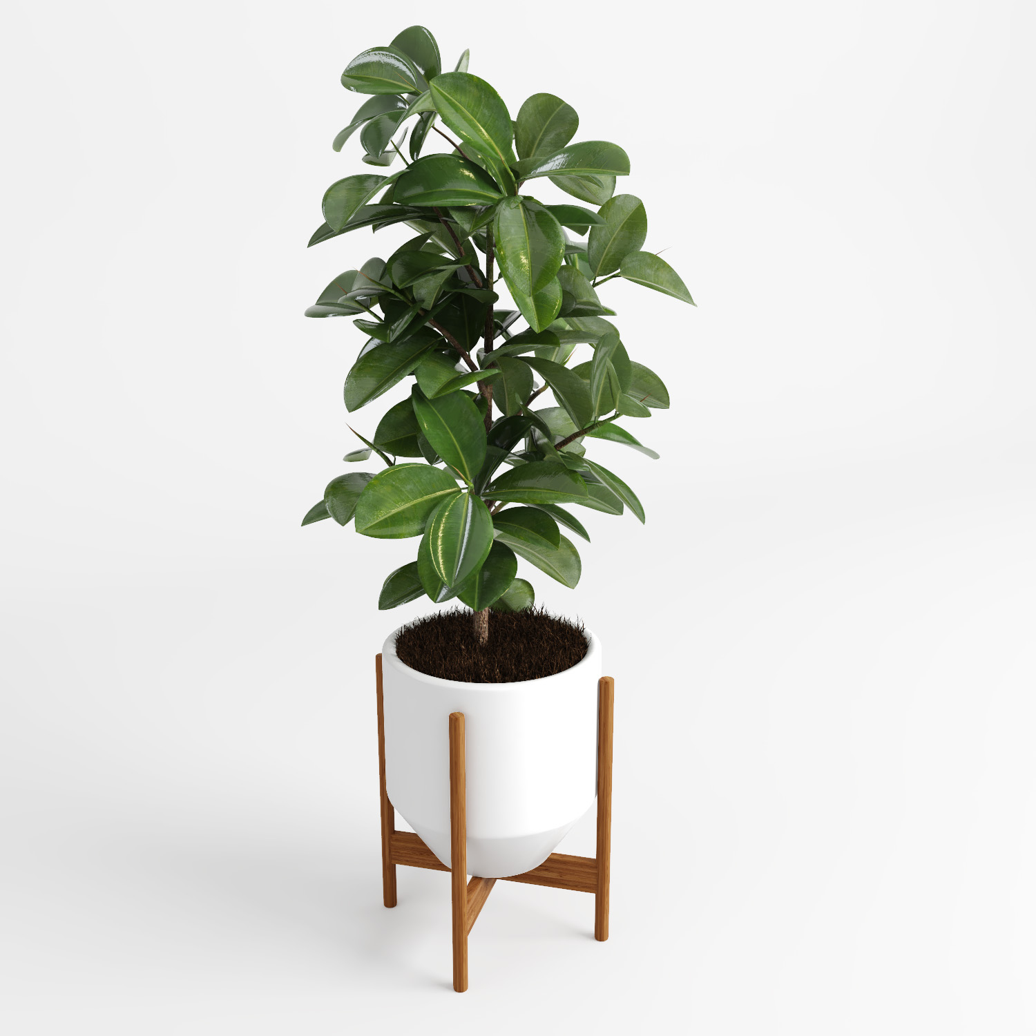 ficus trees 3d model