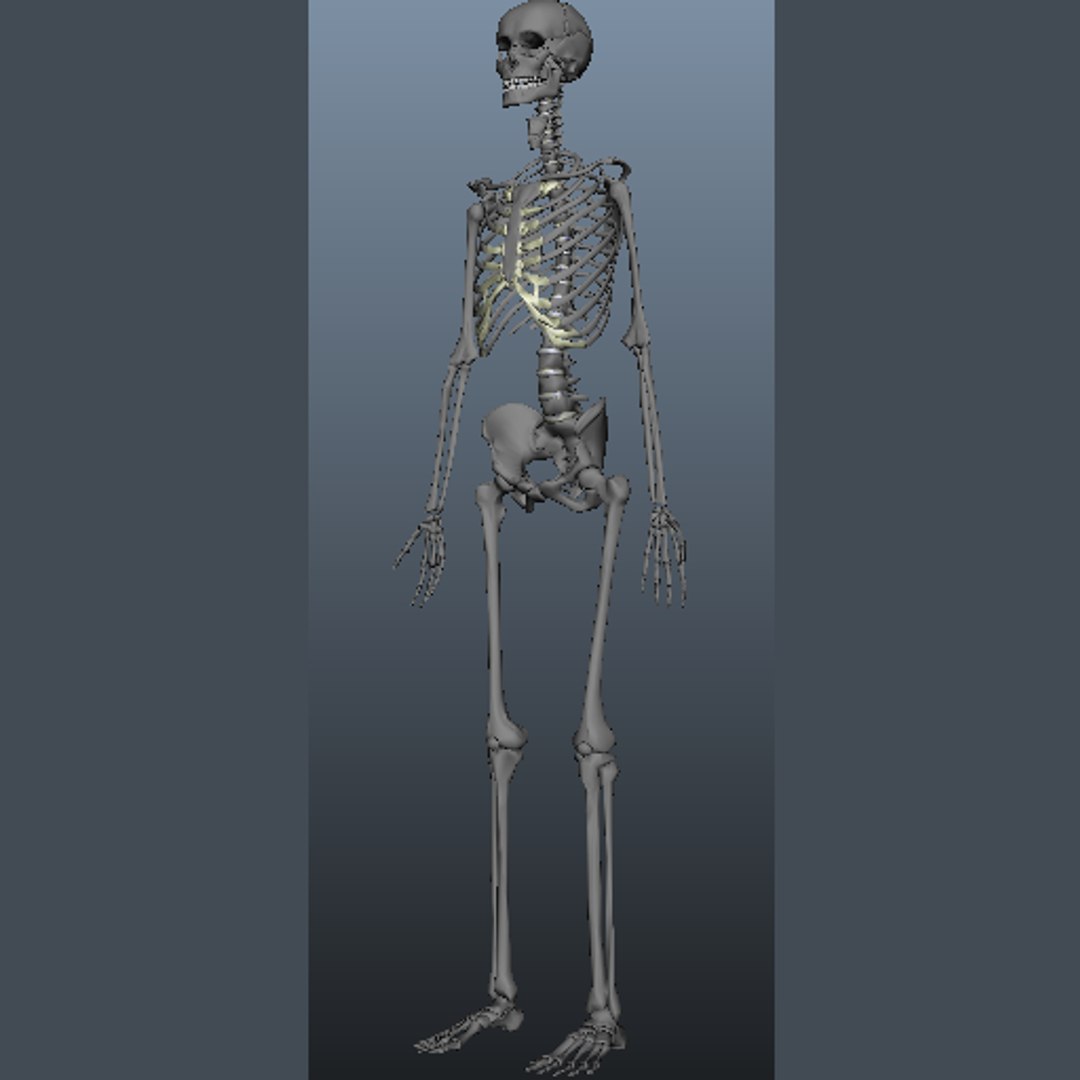 Human Skeleton 3d X