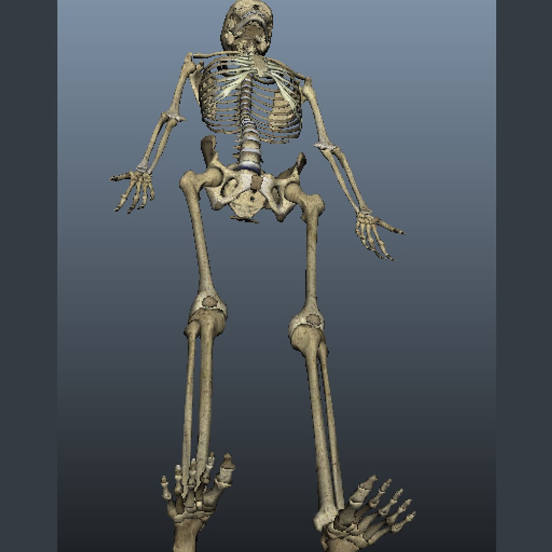 Human Skeleton 3d X