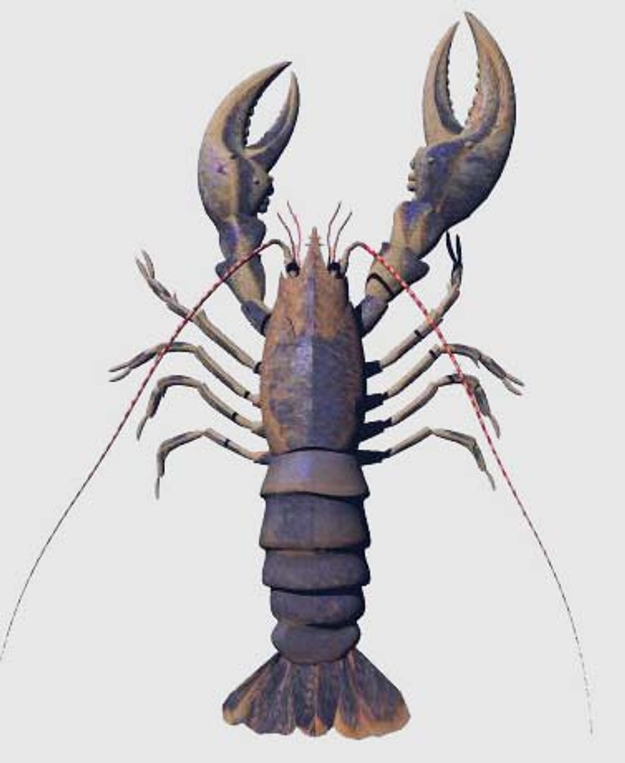 Crustacean 3d Model