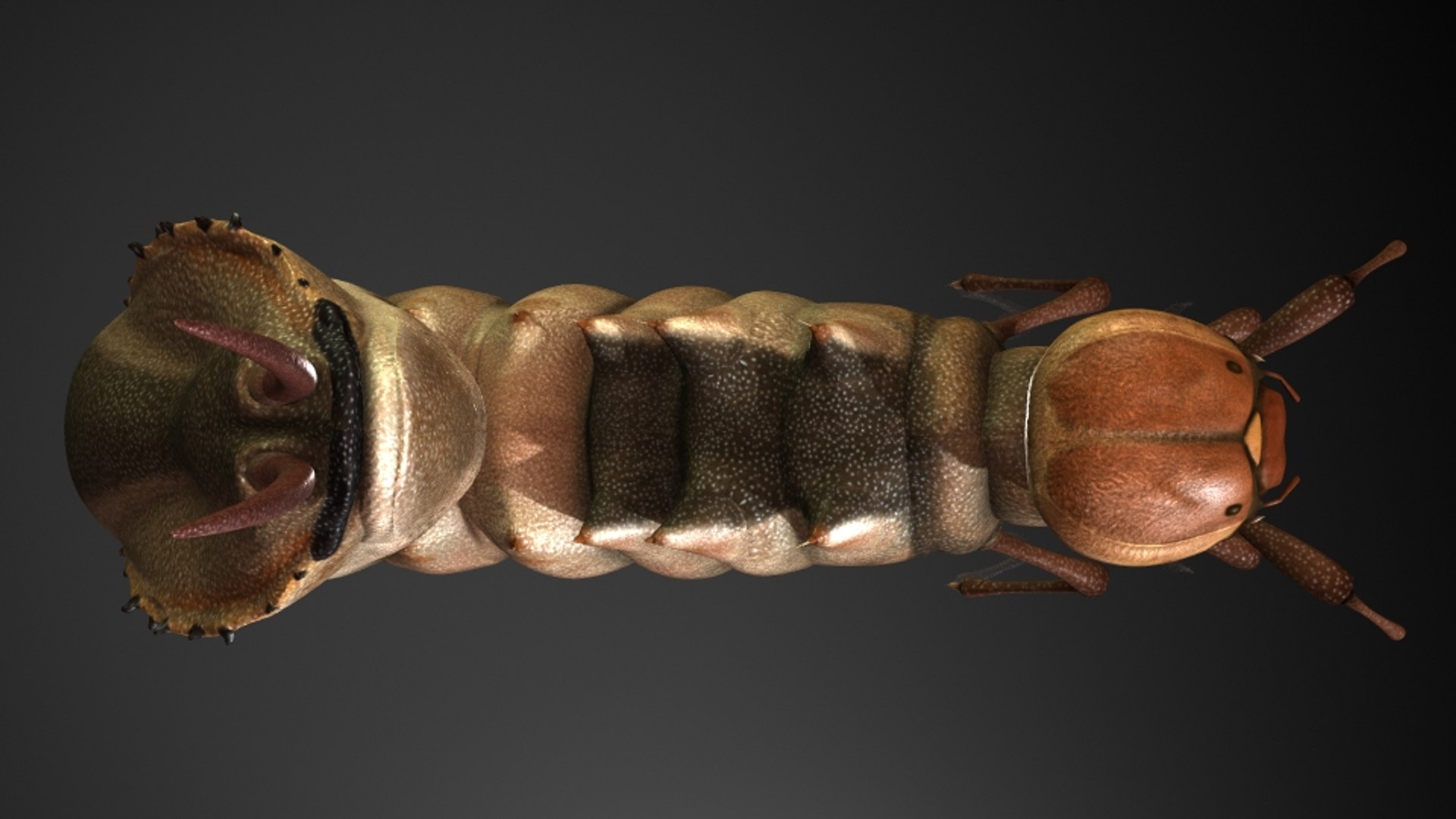 3D lobster moth insects - TurboSquid 1319695